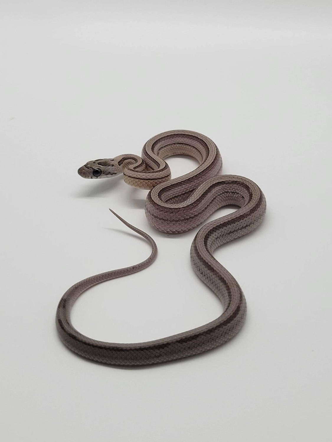 Anery Stripe Corn Snake by The Reptile Company of Wisconsin - MorphMarket