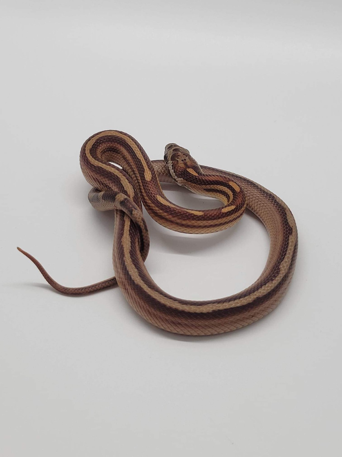 Motley/Stripe Het Amel Possible Het Scaleless Corn Snake by The Reptile ...