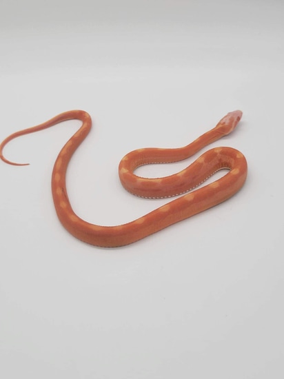 Scaleless Trio Corn Snake by The Reptile Company of Wisconsin