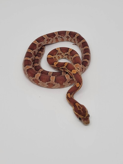 Classic Corn Snake by The Reptile Company of Wisconsin