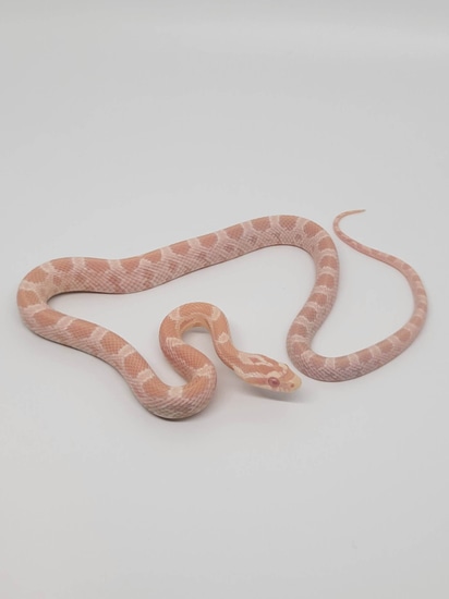 Snow Het Hypo Corn Snake by The Reptile Company of Wisconsin