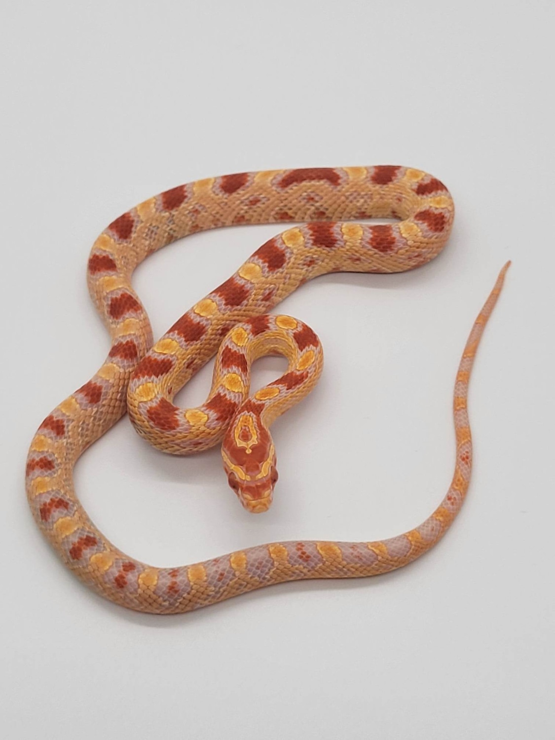 Reverse Okeetee Corn Snake by The Reptile Company of Wisconsin ...