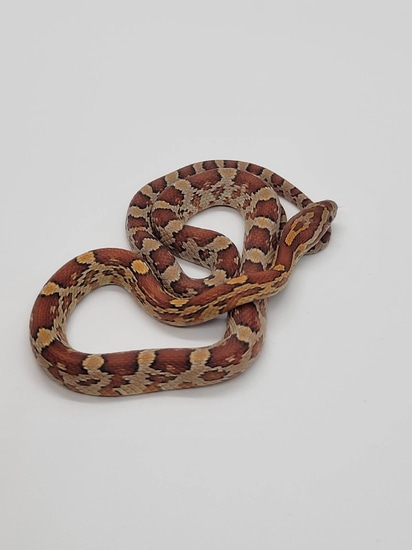 Classic Corn Snake by The Reptile Company of Wisconsin