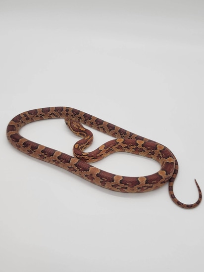 Classic Corn Snake by The Reptile Company of Wisconsin