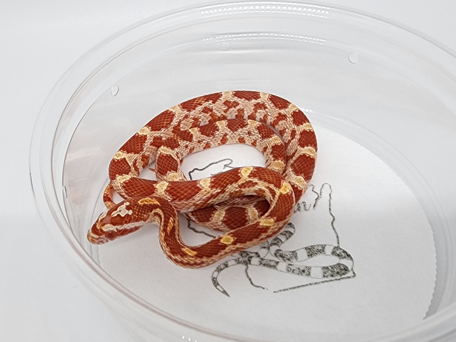 Amel Het Scaleless Het Anery Het Hypo Corn Snake by The Reptile Company ...