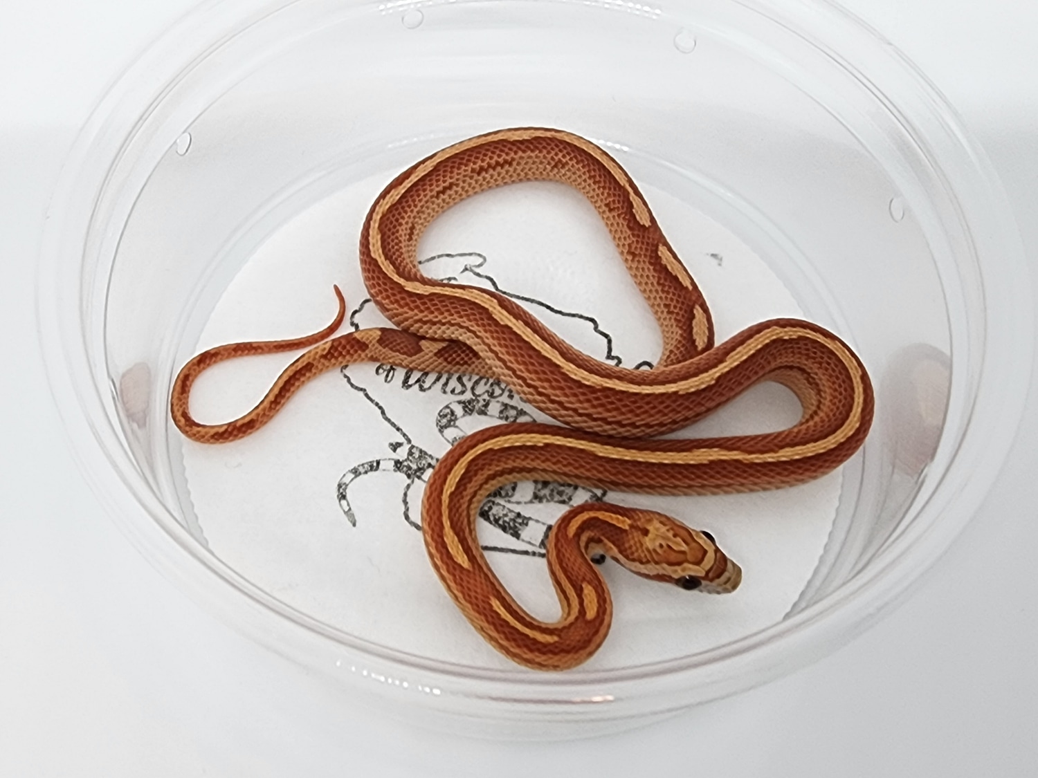 Hypo Motley/Stripe Pos Het Scaleless Corn Snake by The Reptile Company ...