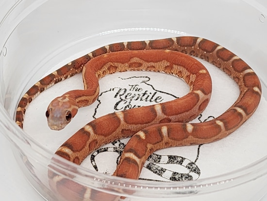 Scaleless Hypo Het Anery Het Amel Corn Snake by The Reptile Company of ...