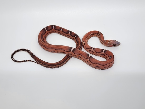 Scaleless Het Amel Anery Hypo Corn Snake by The Reptile Company of ...