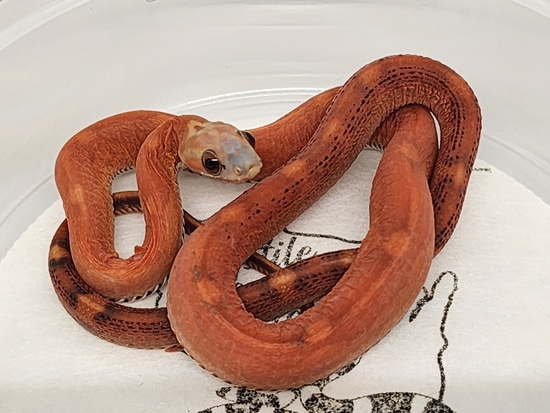 Scaleless Het Anery Het Hypo Corn Snake by The Reptile Company of Wisconsin