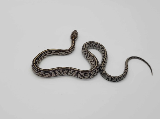 Caramel Tessera Corn Snake by The Reptile Company of Wisconsin