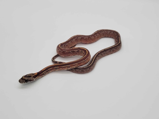 Diffused Tessera Corn Snake by The Reptile Company of Wisconsin