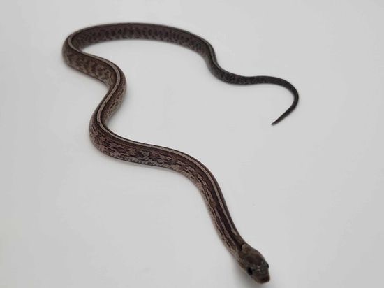 Charcoal Tessera Corn Snake by The Reptile Company of Wisconsin