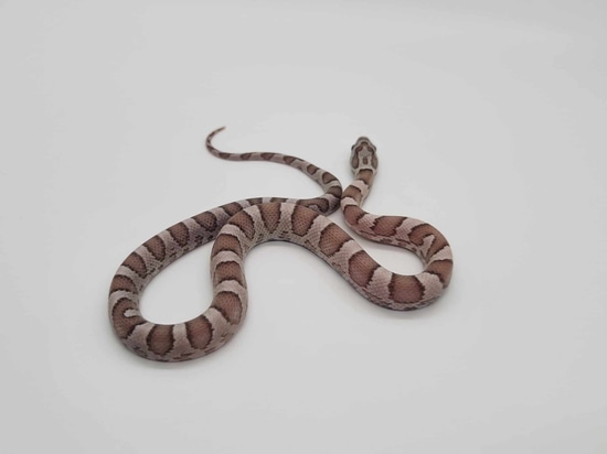 Phantom Corn Snake by The Reptile Company of Wisconsin