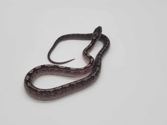 Pewter Tessera Corn Snake by The Reptile Company of Wisconsin