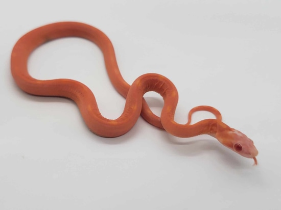 Scaleless Amel Het Anery Hypo Corn Snake by The Reptile Company of ...
