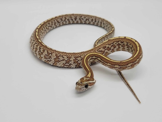 Amber Tessera Corn Snake by The Reptile Company of Wisconsin