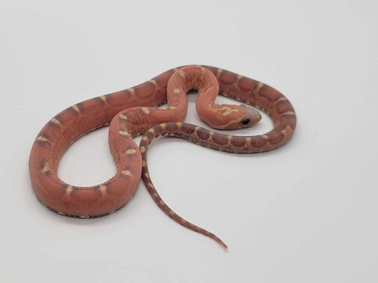 Scaleless Het Anery Amel Hypo Corn Snake by The Reptile Company of ...