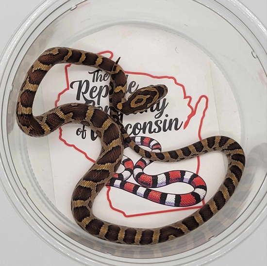 Rootbeer Het Amel Corn Snake by The Reptile Company of Wisconsin