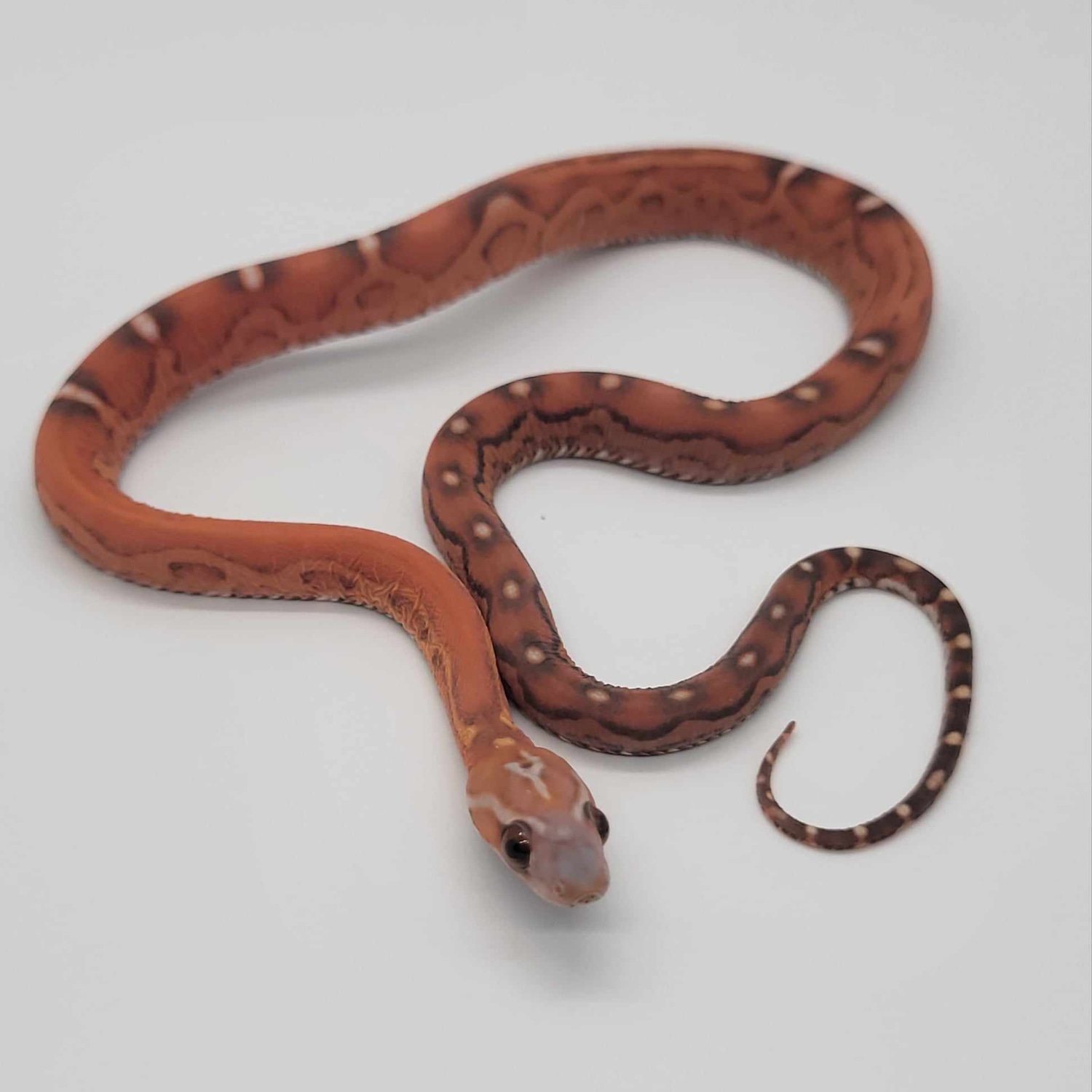 Scaleless Het Amel Het Hypo Het Anery Corn Snake by The Reptile Company ...
