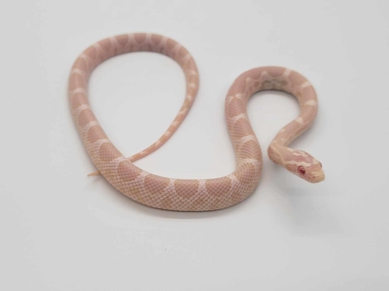 Snow Het Scaleless Het Hypo Corn Snake by The Reptile Company of Wisconsin