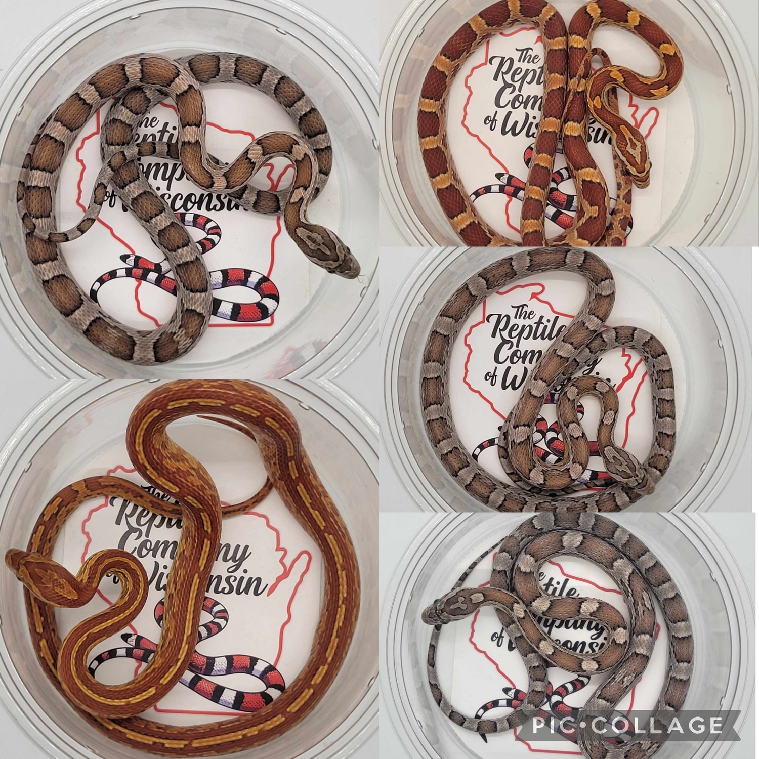 Mixed Lot Of 5 Anery Tessera Hypo Corn Snake by The Reptile Company of ...
