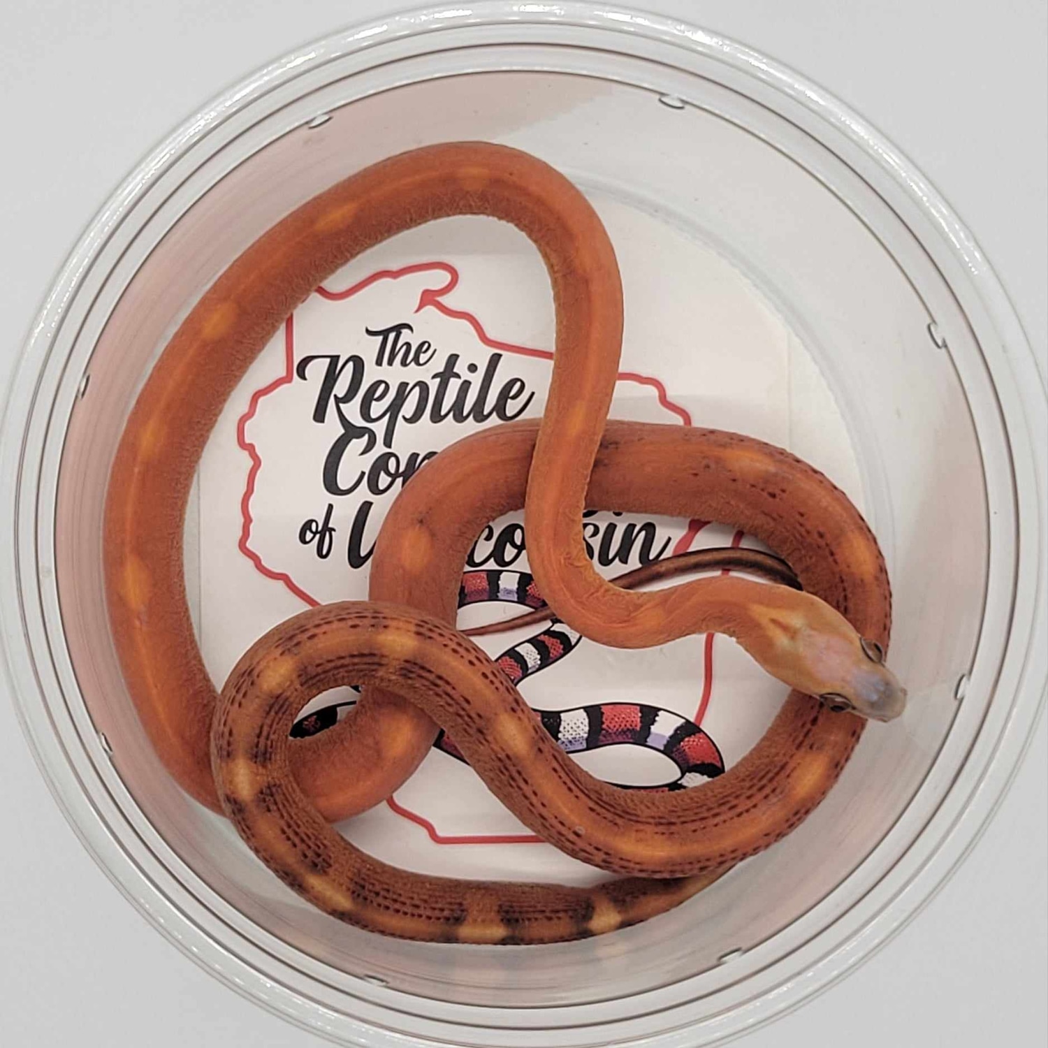 Scaleless Motley Het Anery Hypo Corn Snake by The Reptile Company of ...