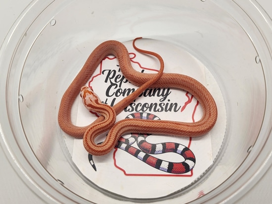 Amel Stripe Het Hypo Pos Het Scaleless Anery Corn Snake by The Reptile ...