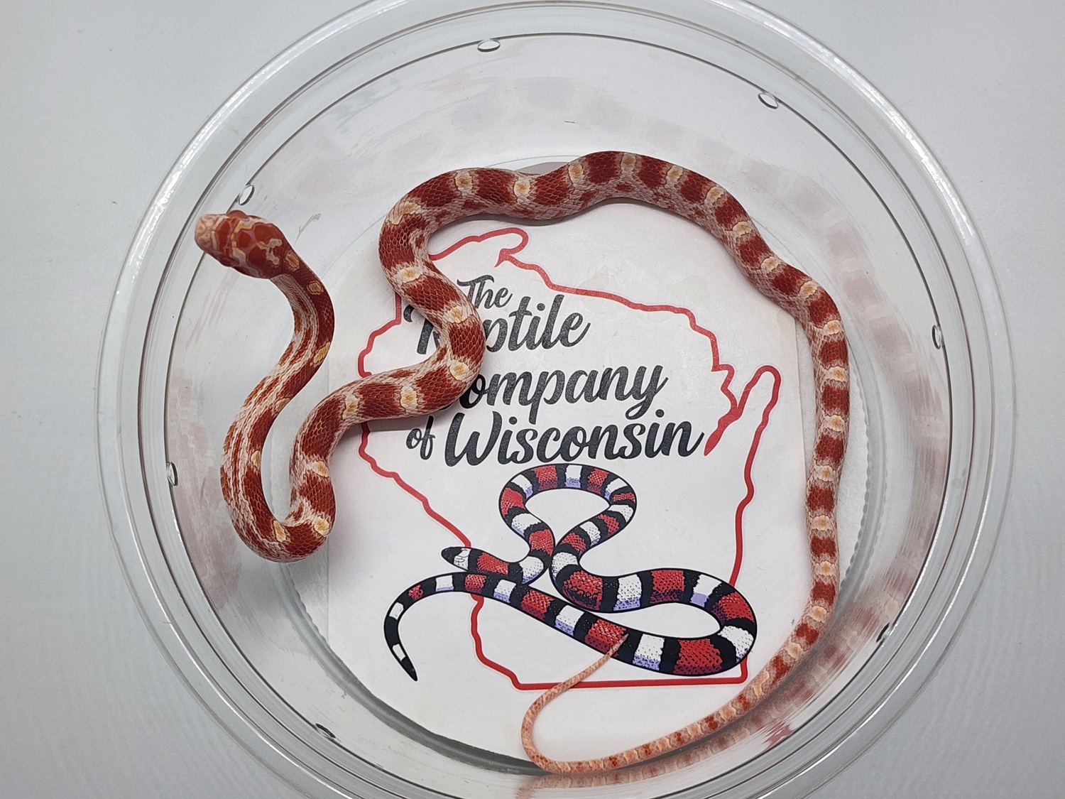 Amel Het Scaleless Anery Hypo Corn Snake by The Reptile Company of ...