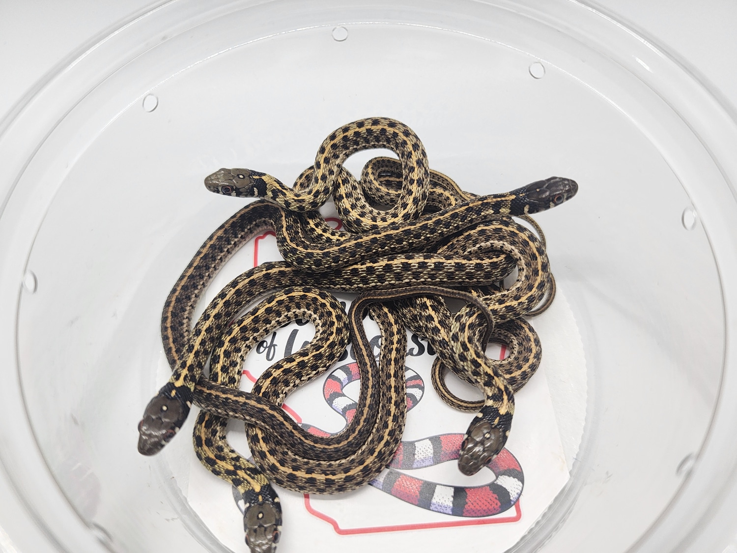 Group Of Checkered Garter Snakes by The Reptile Company of Wisconsin ...