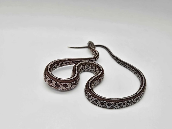 Charcoal Tessera Pos Het Sunkissed Hypo Corn Snake by The Reptile ...