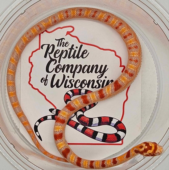Reverse Okeetee Corn Snake by The Reptile Company of Wisconsin