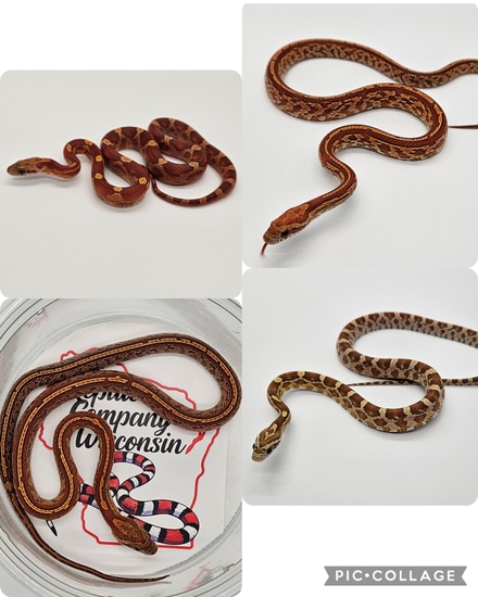 Mixed Lot Of 6 Cornsnakes Amber, Tessera, Motley Corn Snake by The ...