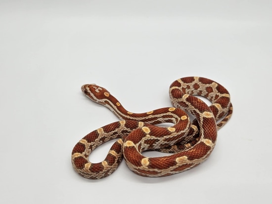 Ultramel Het Scaleless Anery Hypo Corn Snake by The Reptile Company of ...