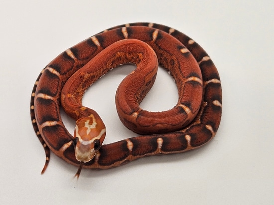 Scaleless Het Anery, Hypo Pos Het Amel Corn Snake by The Reptile ...