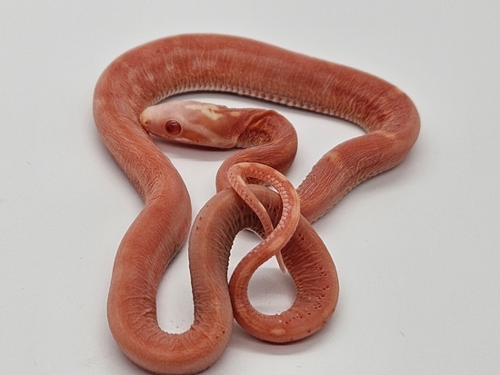 Scaleless Amel Motley Corn Snake by The Reptile Company of Wisconsin
