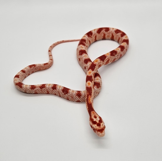 Amel Het Anery Corn Snake by The Reptile Company of Wisconsin