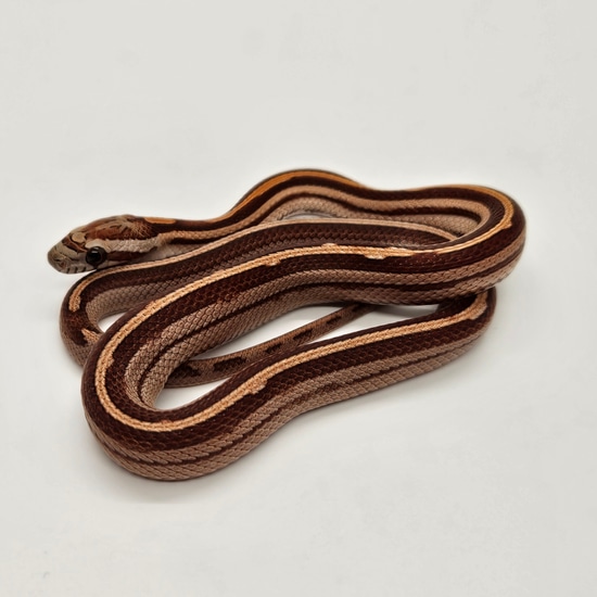 Motley Het Scaleless Amel Hypo Anery Corn Snake by The Reptile Company ...