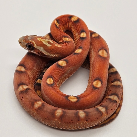 Scaleless Motley Het Amel Pos Het Anery Corn Snake by The Reptile ...