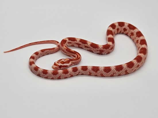 Amel Het Scaleless Anery Hypo Corn Snake by The Reptile Company of ...