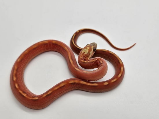 Scaleless Tessera Het Amel Corn Snake by The Reptile Company of Wisconsin