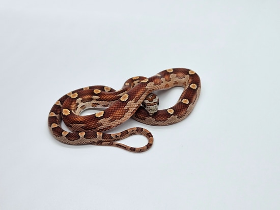 Motley Het Scaleless Amel Pos Het Anery Hypo Corn Snake by The Reptile ...