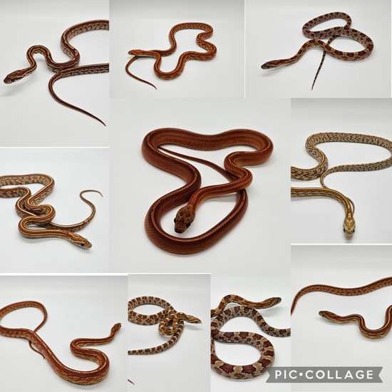 Wholesale Lot 10 Cornsnakes Corn Snake by The Reptile Company of Wisconsin