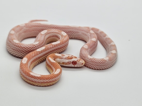 Coral Snow Motley Corn Snake by The Reptile Company of Wisconsin