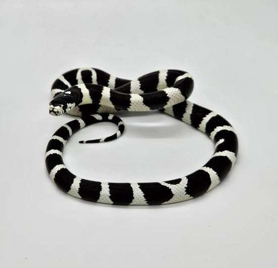 Banded California Kingsnake by The Reptile Company of Wisconsin