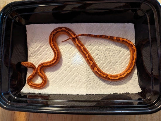 Motley 66% Het Scaleless Coral Snow Corn Snake by Neel Reptile