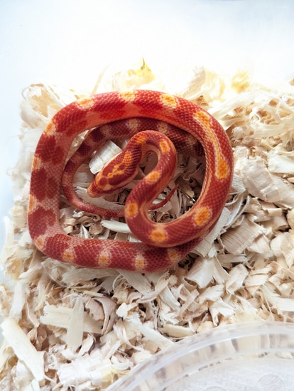 Pair Of Coral Amel Motley 66% Het Anery Scaleless Corn Snake by Neel ...