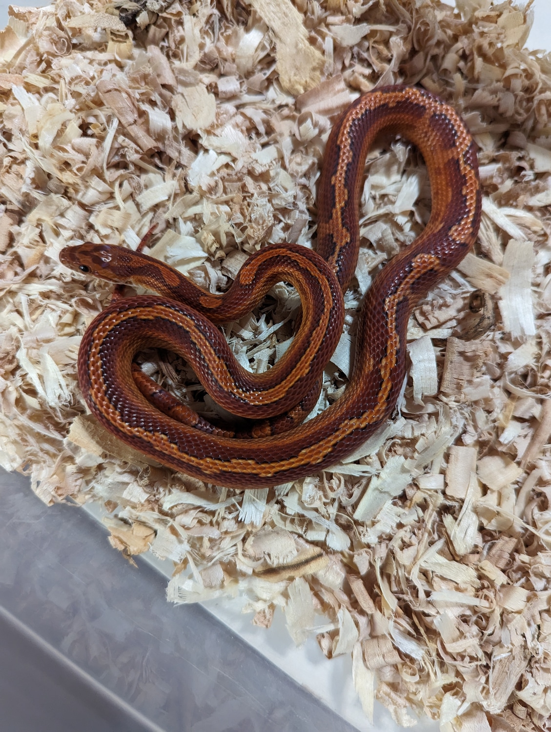 Coral Pinstripe Motley 66% Het Scaleless Snow Corn Snake by Neel ...