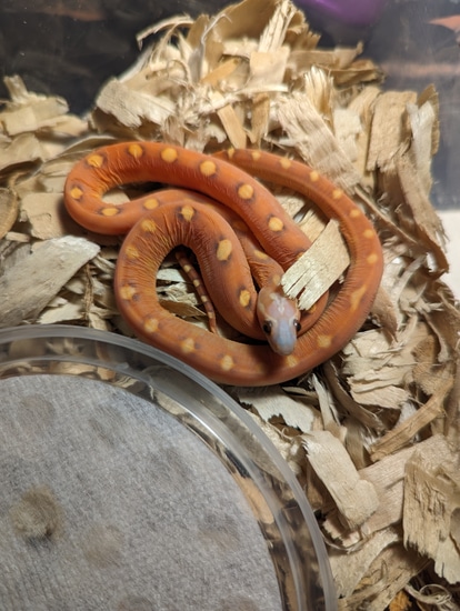 Free Shipping! Females X2 Coral Motley Scaleless 66% Het Snow Corn ...