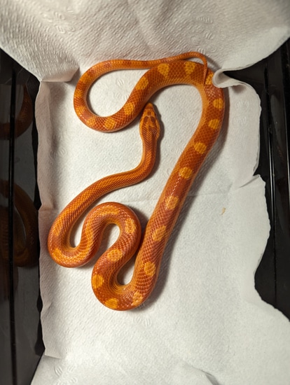 RF Amel Motley 66% Het Anery Scaleless Corn Snake by Neel Reptile