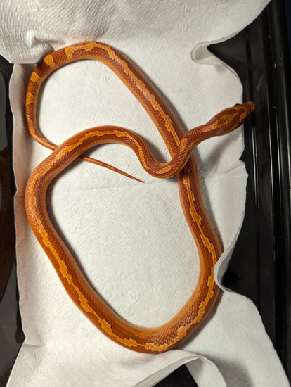 Motley 66% Het Scaleless Snow Corn Snake by Neel Reptile